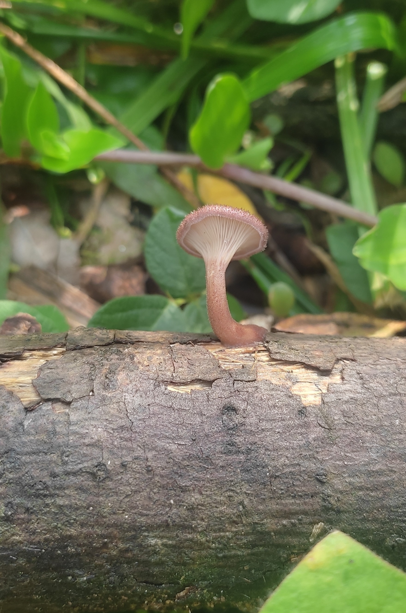 Panus strigellus (Berk.) Overh.