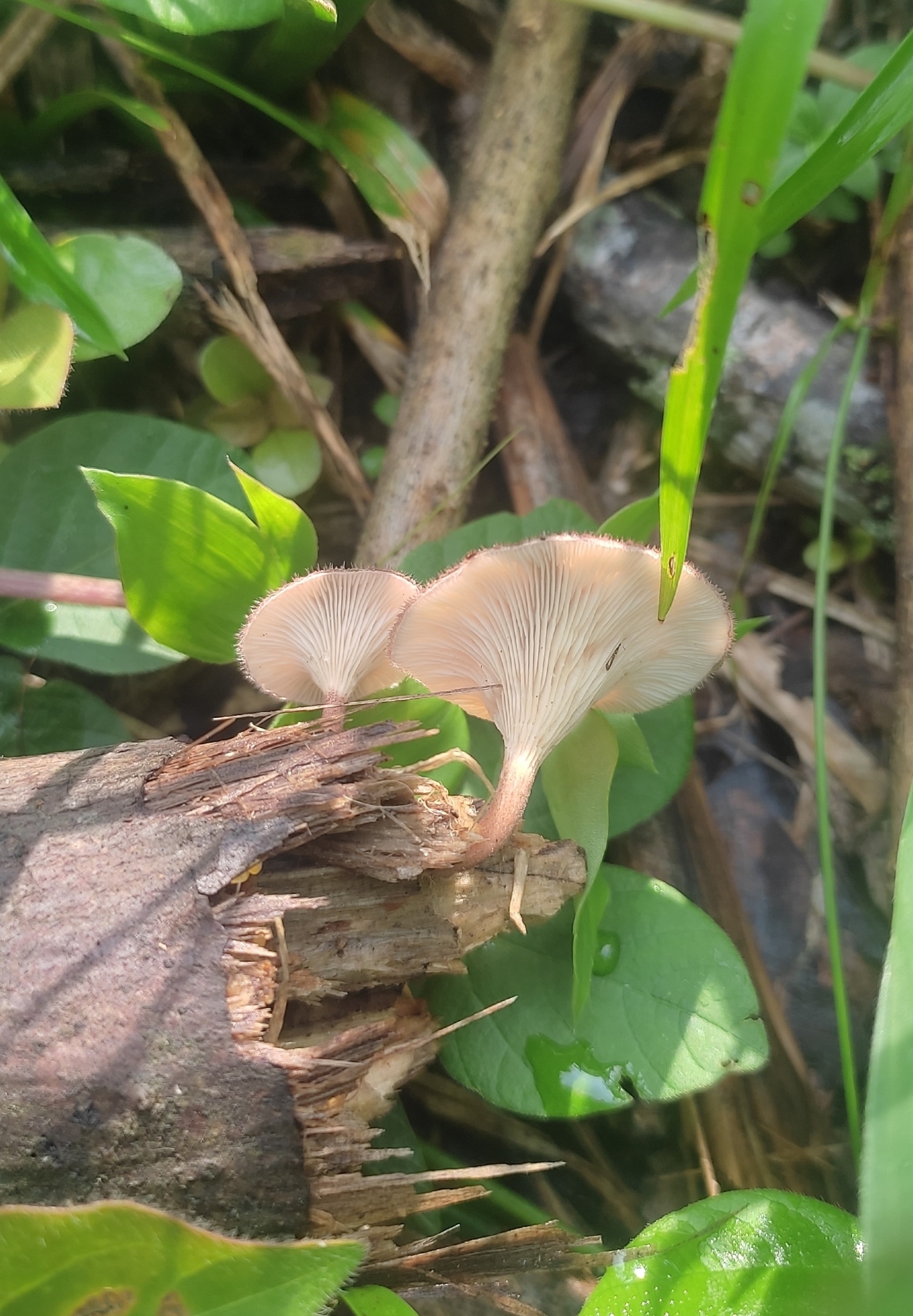 Panus strigellus (Berk.) Overh.