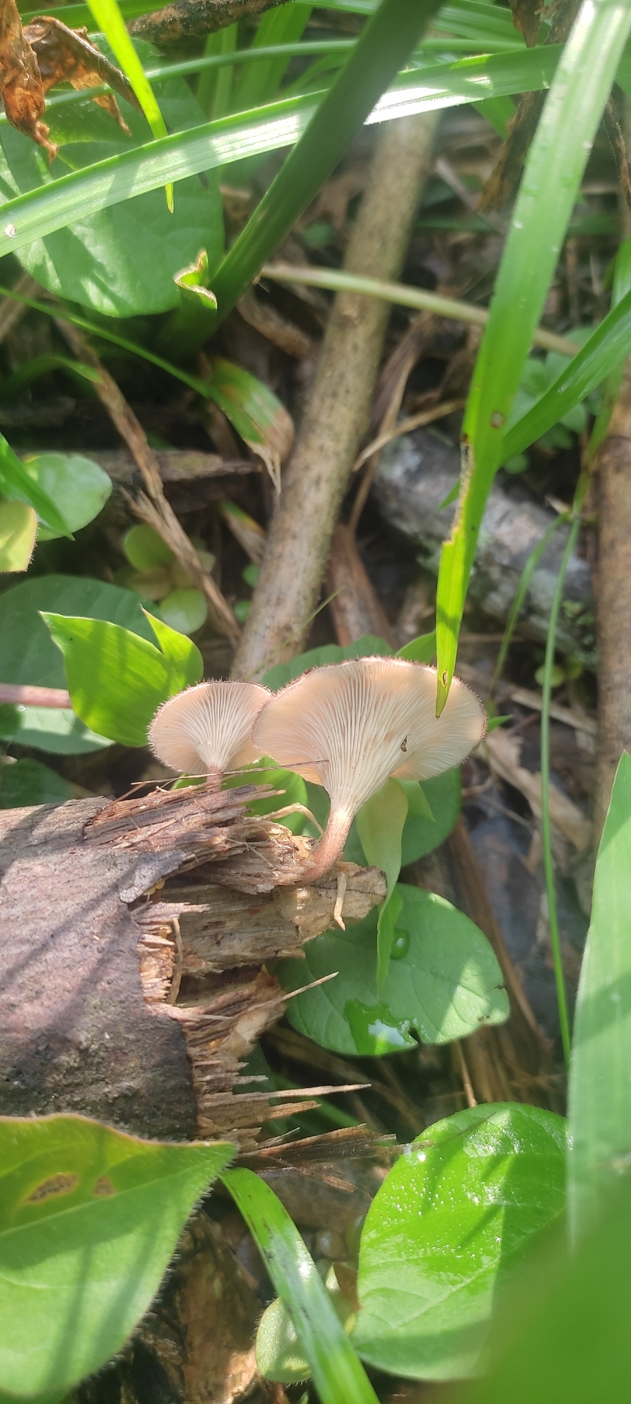 Panus strigellus (Berk.) Overh.