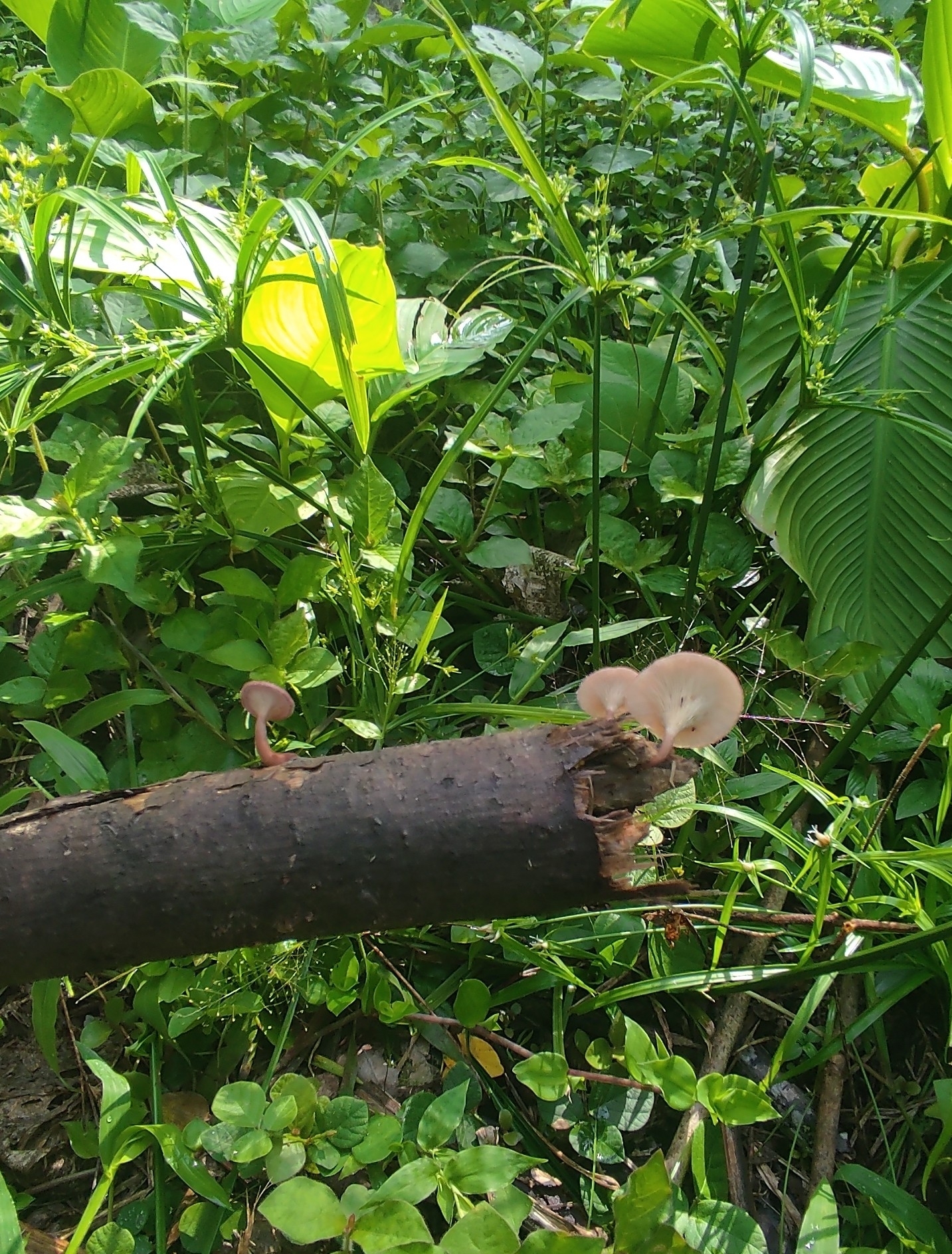 Panus strigellus (Berk.) Overh.