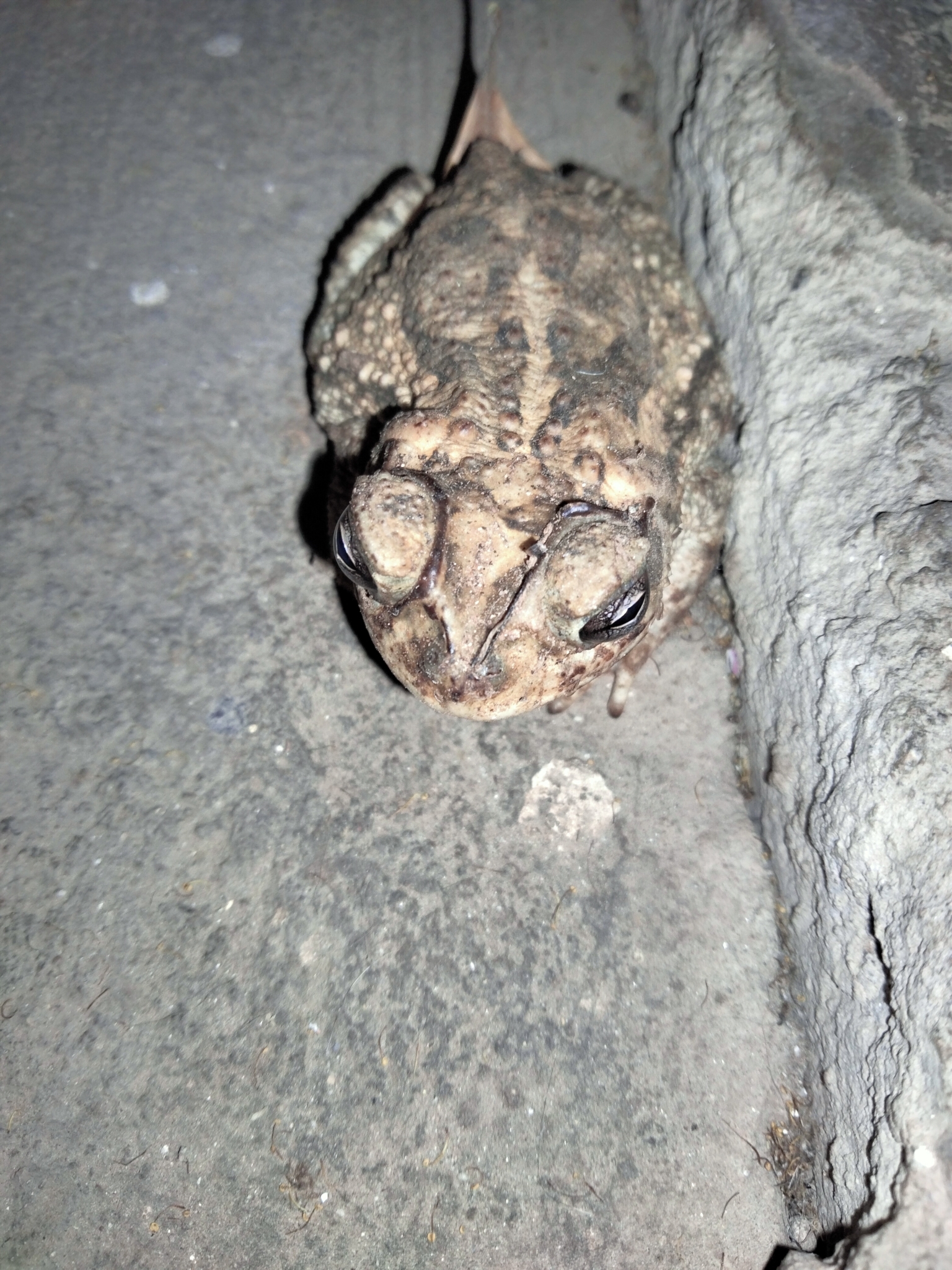 Incilius mazatlanensis (Taylor, 1940)