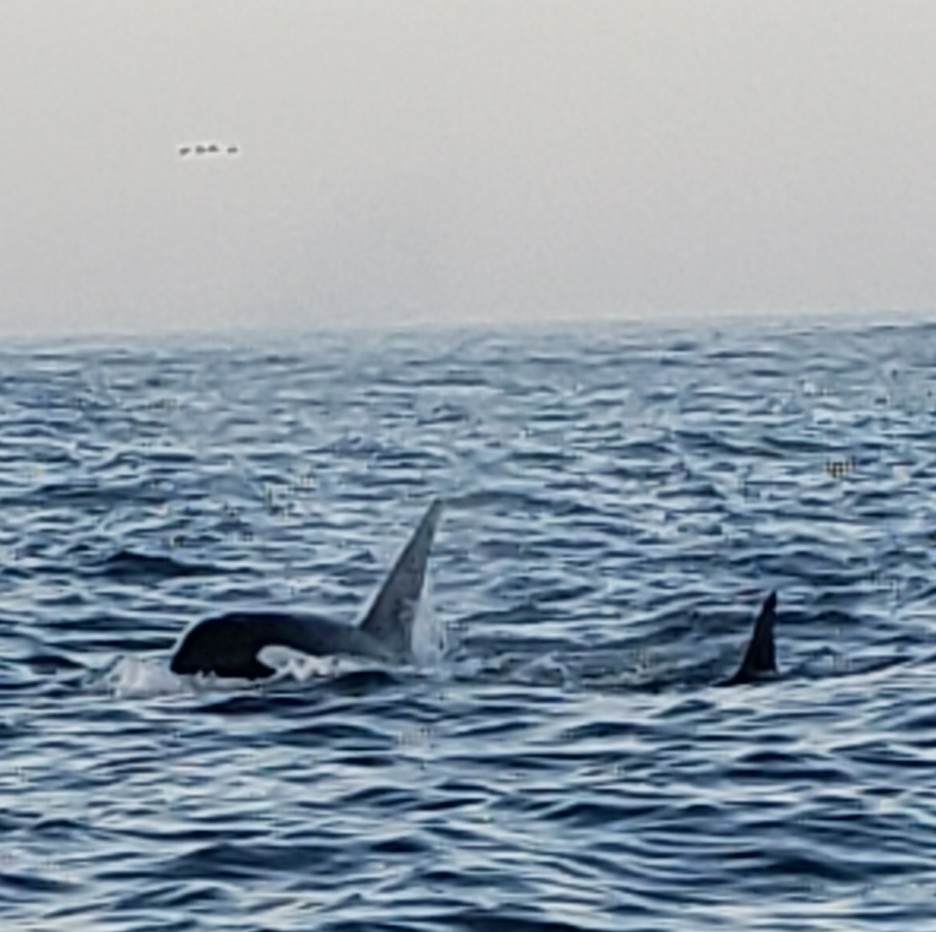 Orca from Curry County, OR, USA on April 28, 2023 at 07:00 AM by Aaron ...