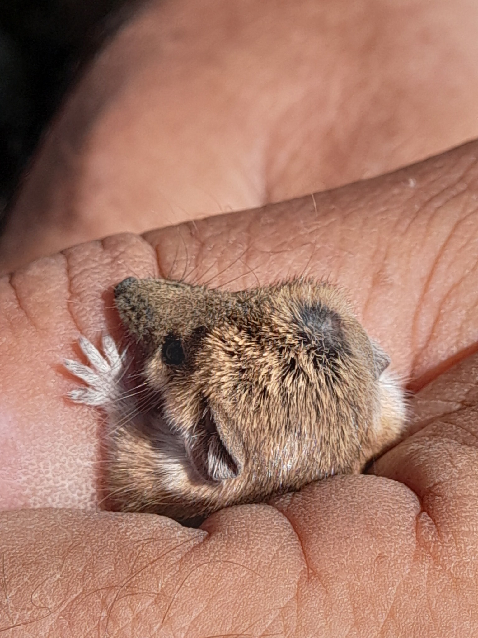 Sminthopsis crassicaudata (Gould, 1844)
