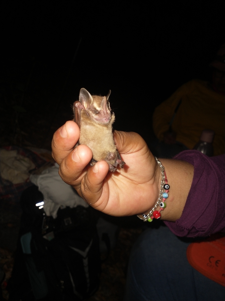 Pygmy Fruit-eating Bat from Campeche, MX on April 25, 2023 at 08:30 PM ...