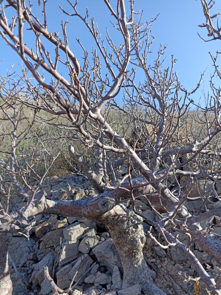 Red Elephant Tree from Loreto, B.C.S., México on April 28, 2023 at 07: ...