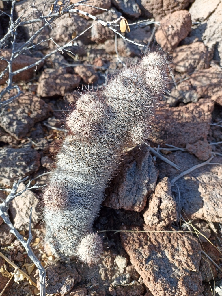 Los Cabos Nipple Cactus in April 2023 by Jennifer Ruelas · iNaturalist