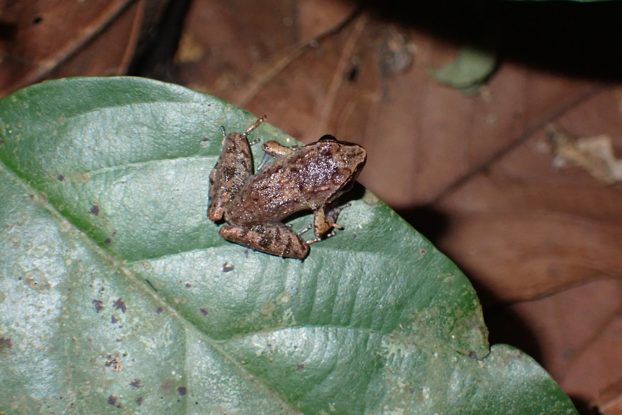 Limnonectes hascheanus (Stoliczka, 1870)