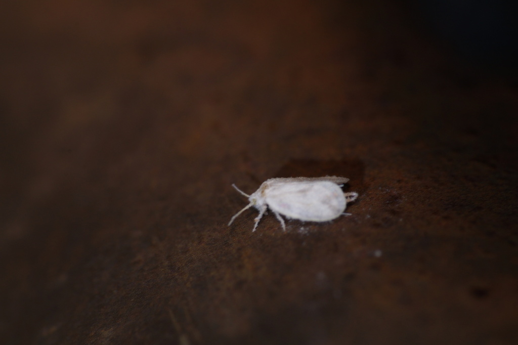 Aleurodicus in April 2023 by Lucas Garriga · iNaturalist