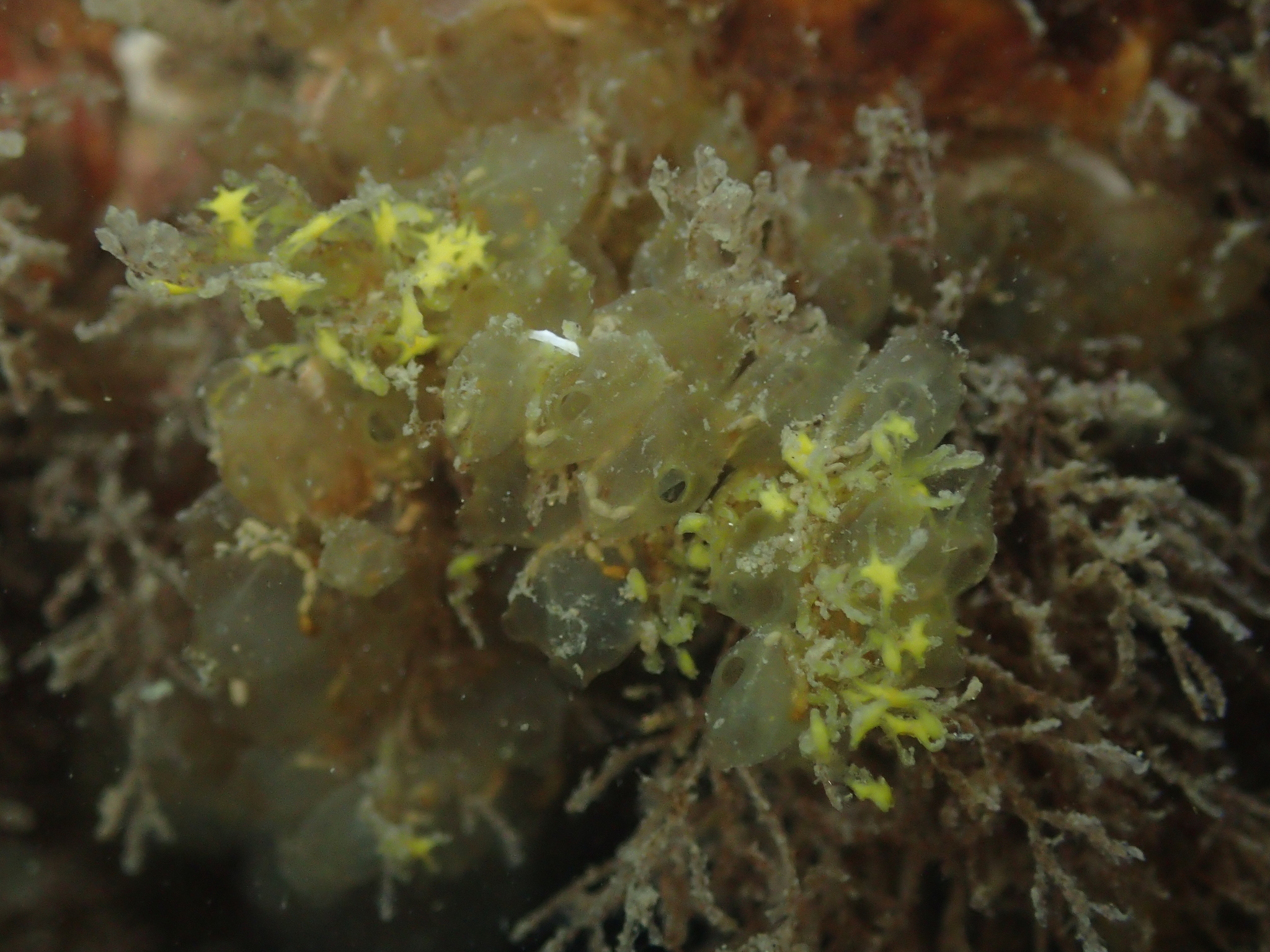 Perophora japonica Oka, 1927