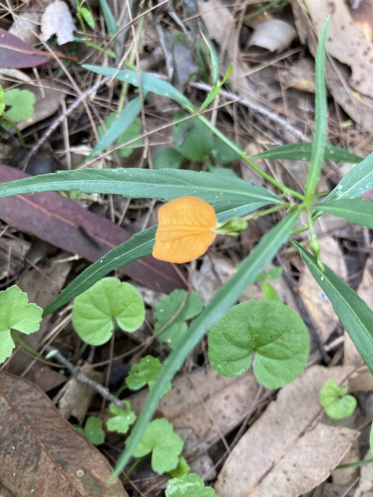 spade flower from Burraneer Rd, Coomba Park, NSW, AU on April 29, 2023 ...
