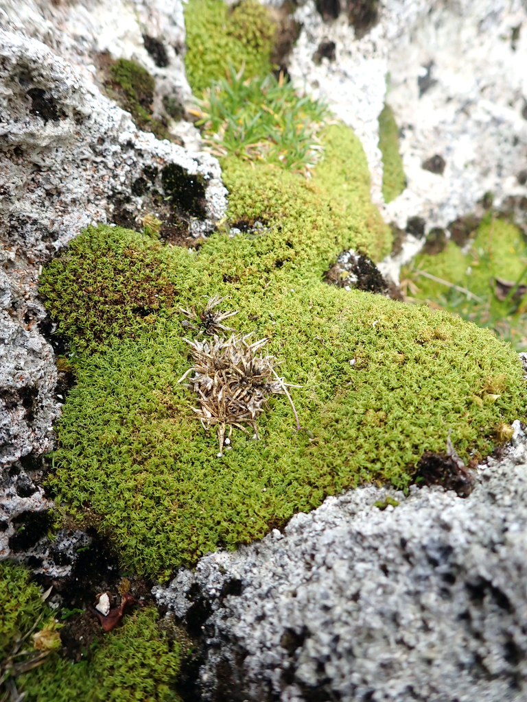 Yellow Crisp-moss from Chatham Islands, Rekohu (Chatham Island), Te ...