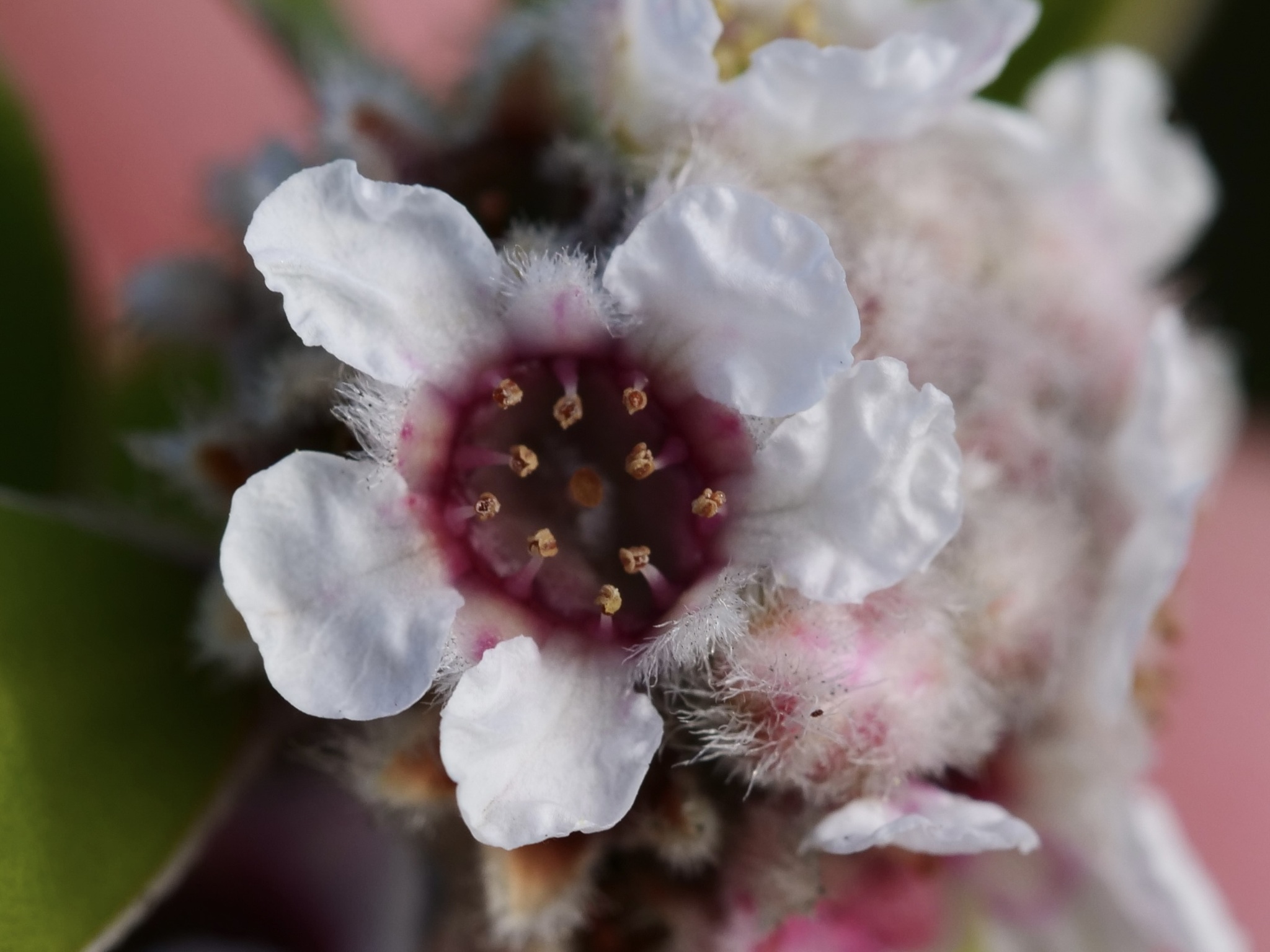 Taxandria marginata (Labill.) J.R.Wheeler & N.G.Marchant