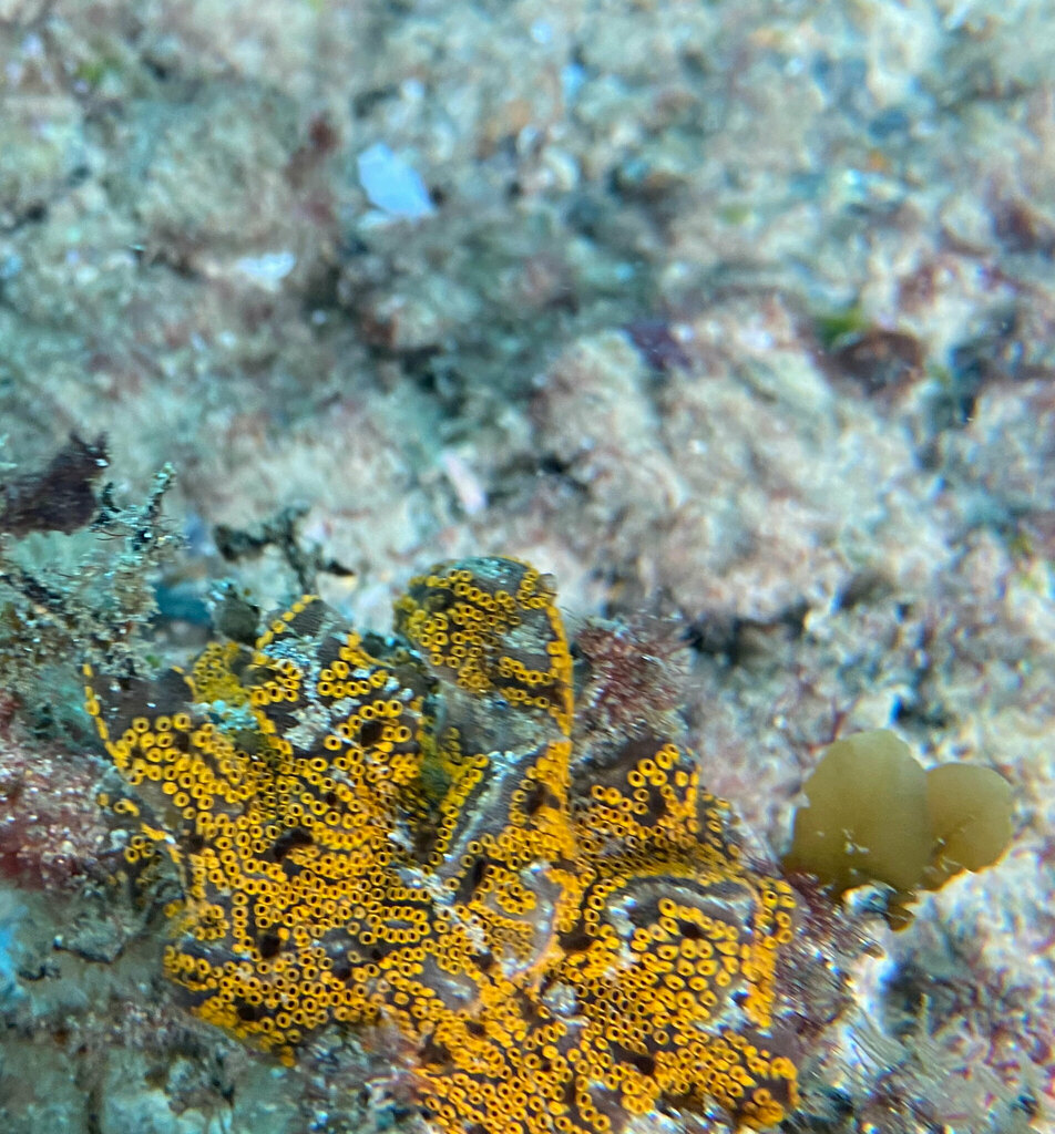 ladder ascidian from Narooma NSW 2546, Australia on April 06, 2023 at ...