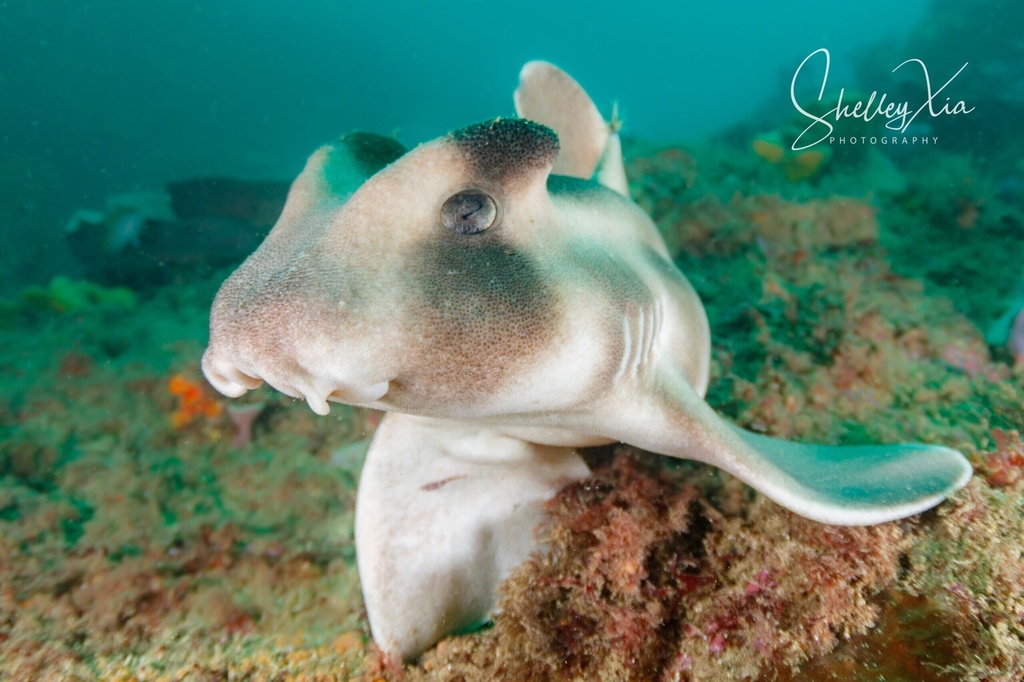 Bullhead Sharks (Heterodontidae) - Marine Life Identification