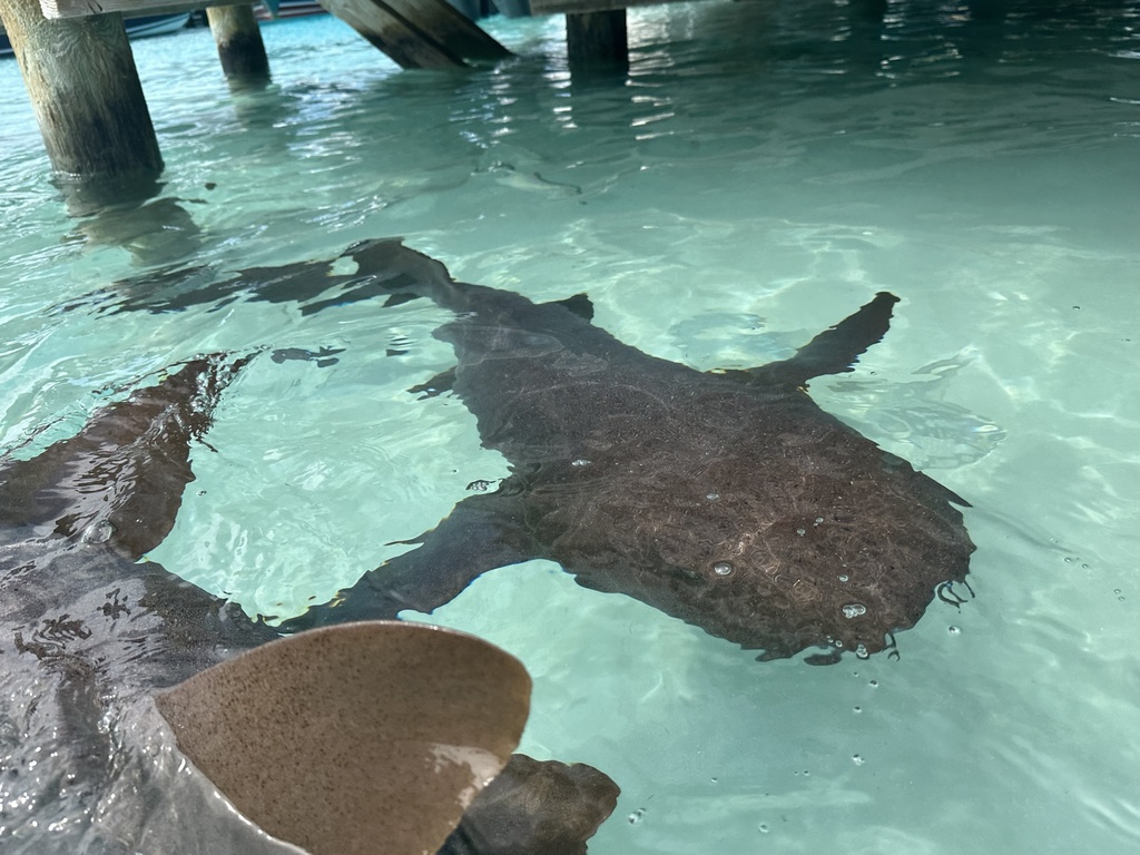Nurse Shark from Great Exuma Island, BS on February 10, 2023 at 11:34 ...