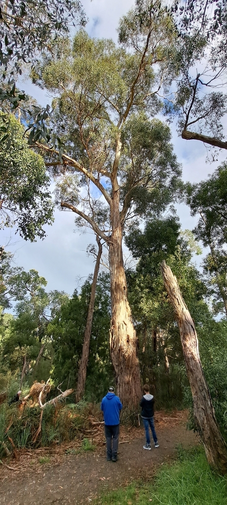 mountain grey gum from Ringwood East VIC 3135, Australia on April 29 ...