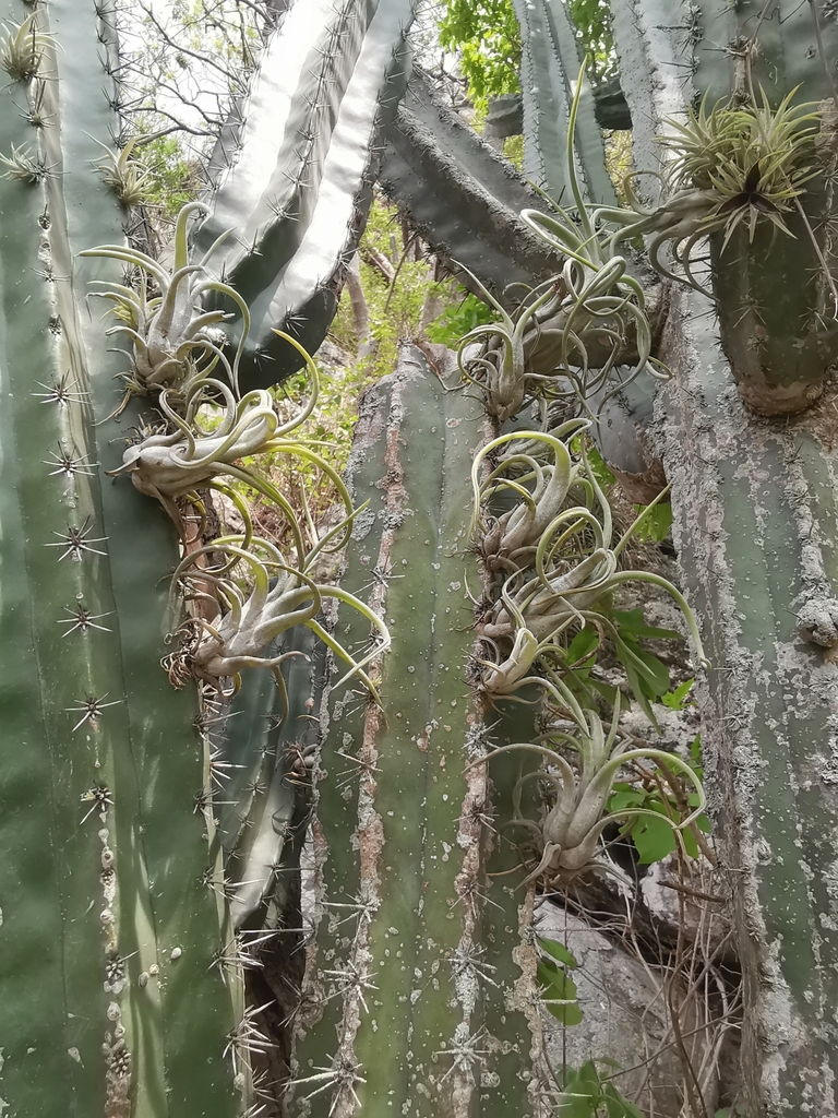 Medusa's head from 91492 Ver., México on April 22, 2023 at 01:57 PM by ...