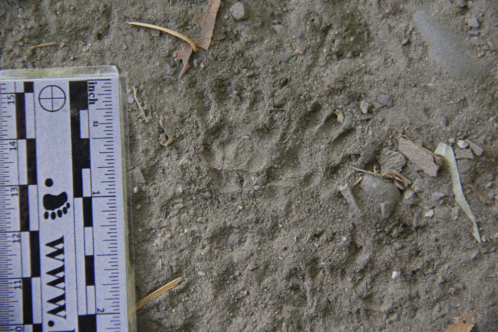 Western Spotted Skunk from Redway, CA on August 29, 2014 by Kim Cabrera ...