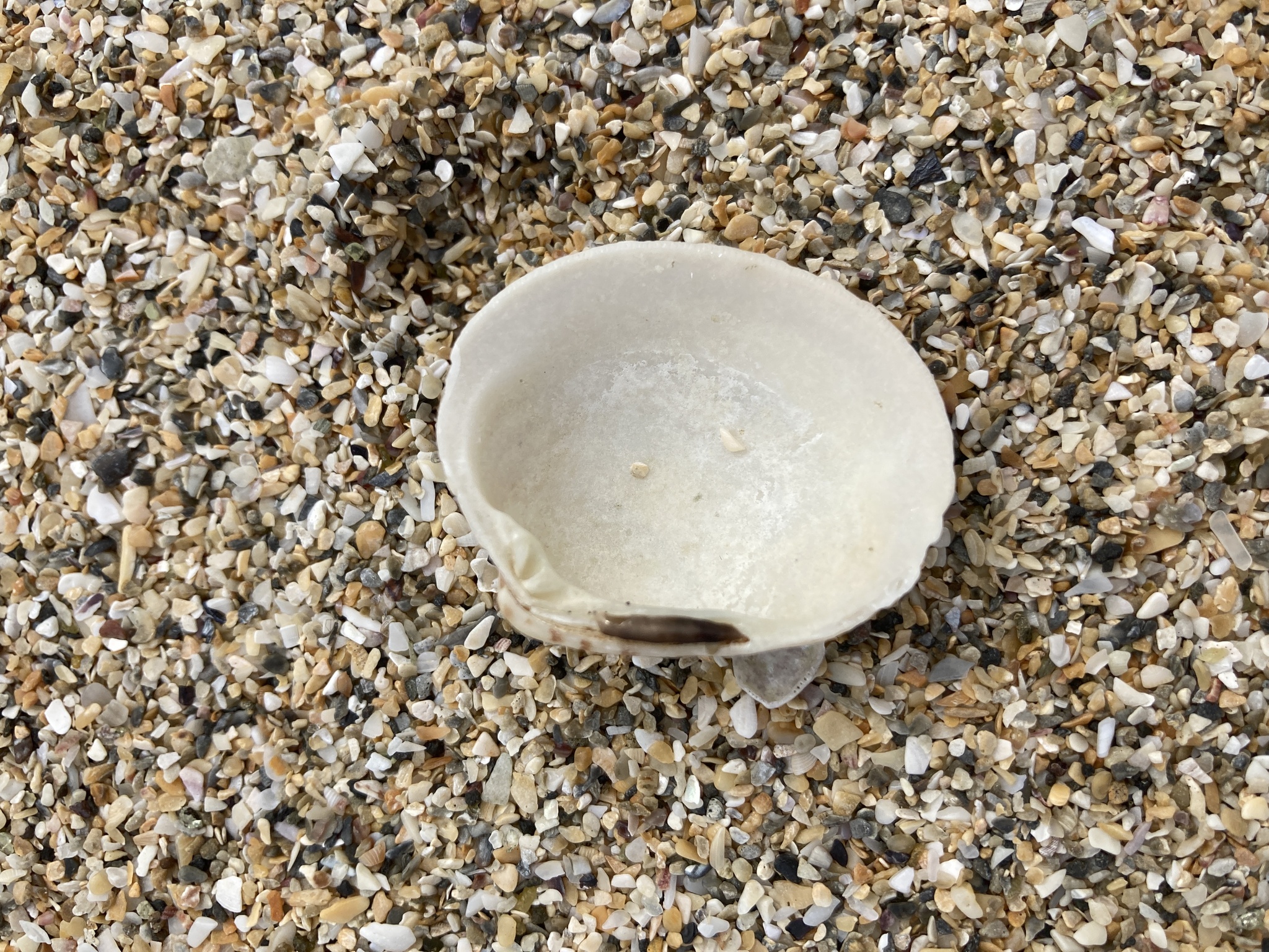 Dosina mactracea (Broderip, 1835)