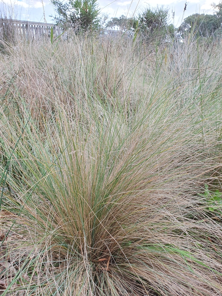 common tussock grass from Anglesea VIC 3230, Australia on April 29 ...