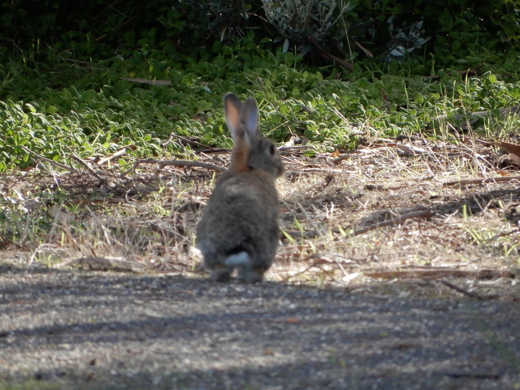 European Rabbit from Geelong VIC, Australia on April 29, 2023 at 02:34 ...