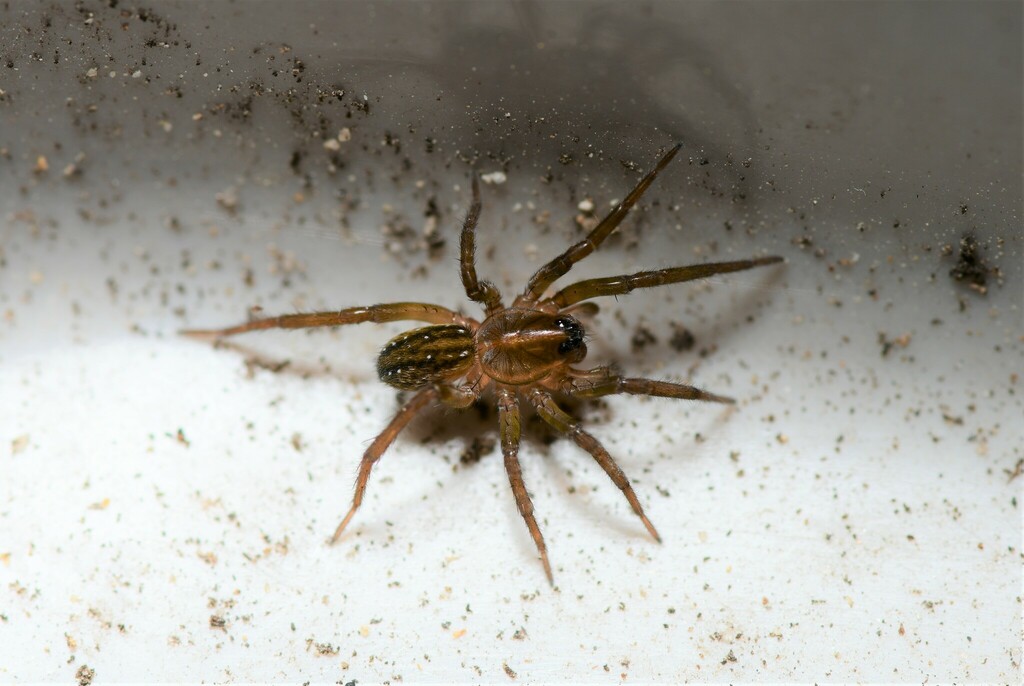 Venatrix furcillata in April 2023 by widebrownland · iNaturalist