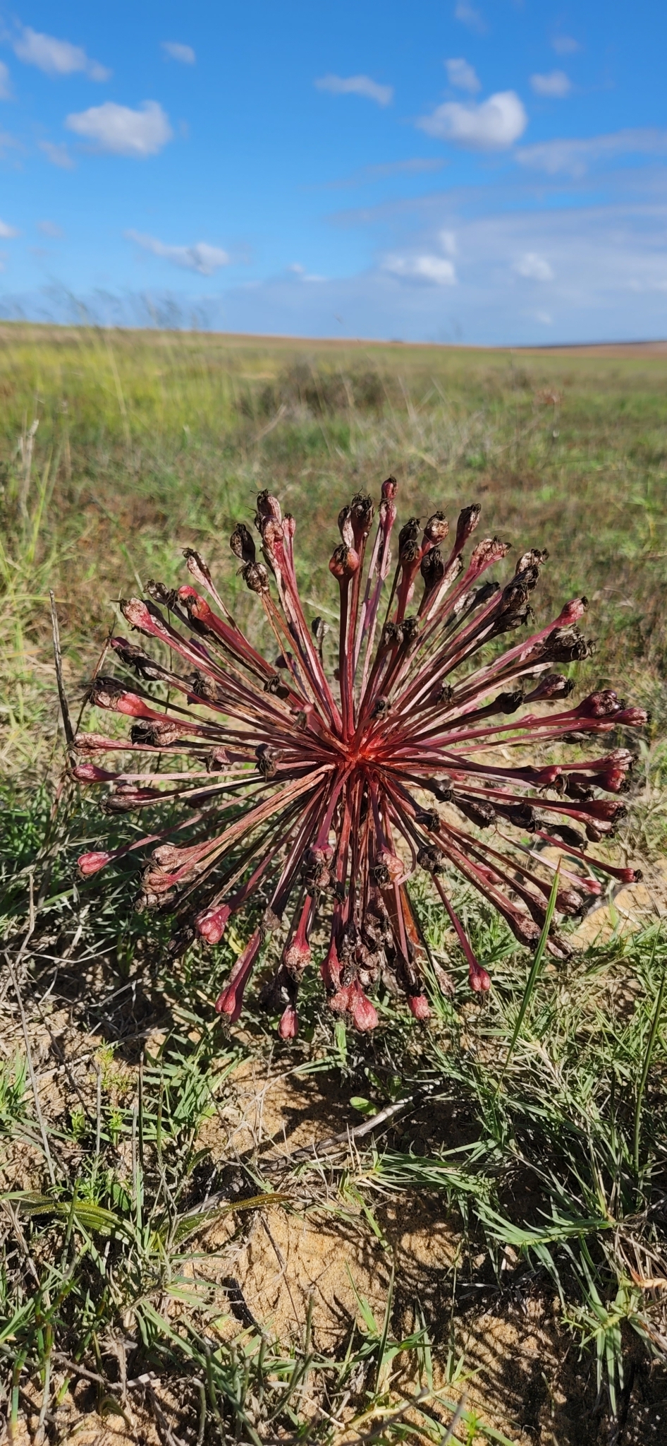 Crossyne guttata (L.) D.Müll.-Doblies & U.Müll.-Doblies