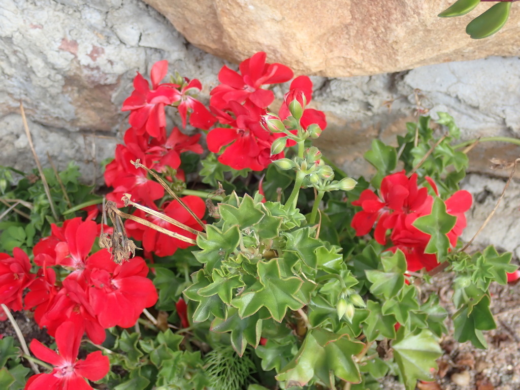garden geranium from Herzlia Sports Field, Table Mountain (Nature ...