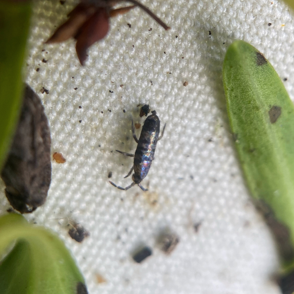 Lepidophorellinae from Mahoe Reserve, Lincoln, Canterbury, NZ on April ...