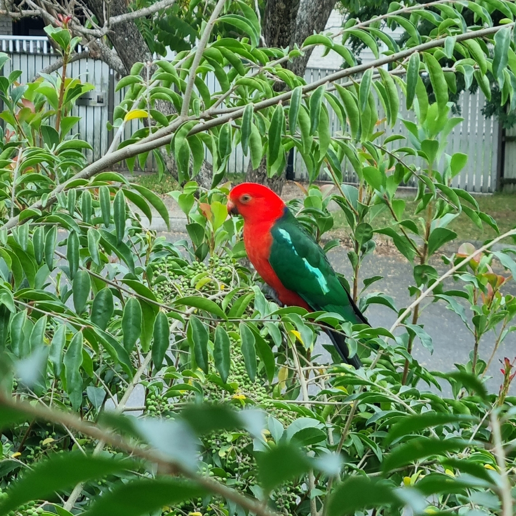 Australian King-Parrot in April 2023 by lix58 · iNaturalist