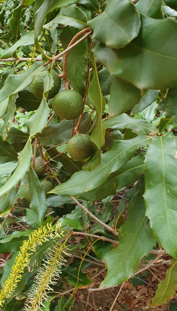Macadamia Tree from Theewaterskloof Local Municipality, South Africa on ...