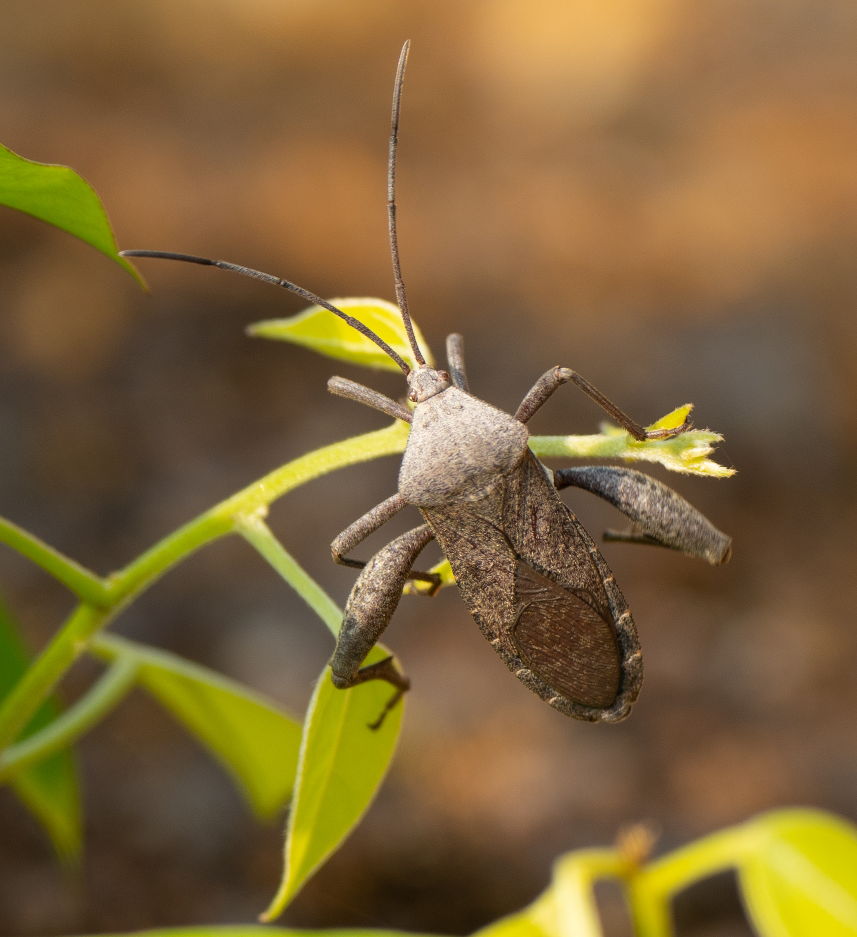 Mictis tenebrosa (Fabricius, 1787)