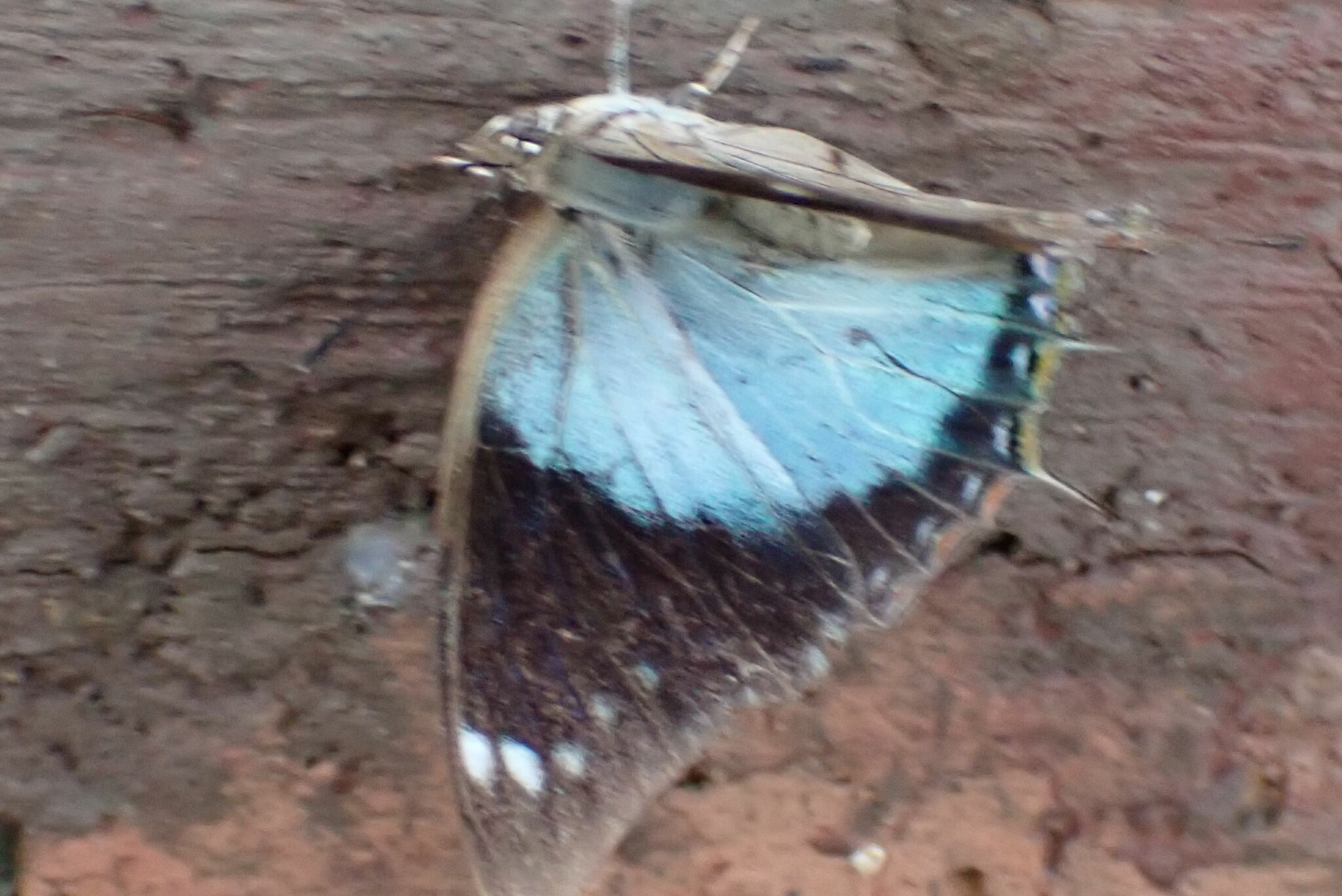 Charaxes viola Butler, 1865