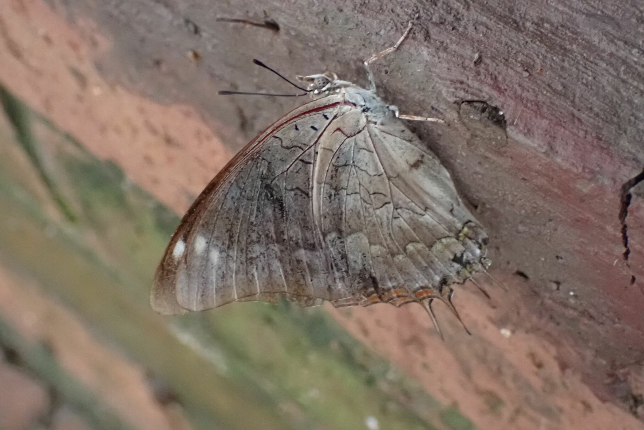 Charaxes viola Butler, 1865