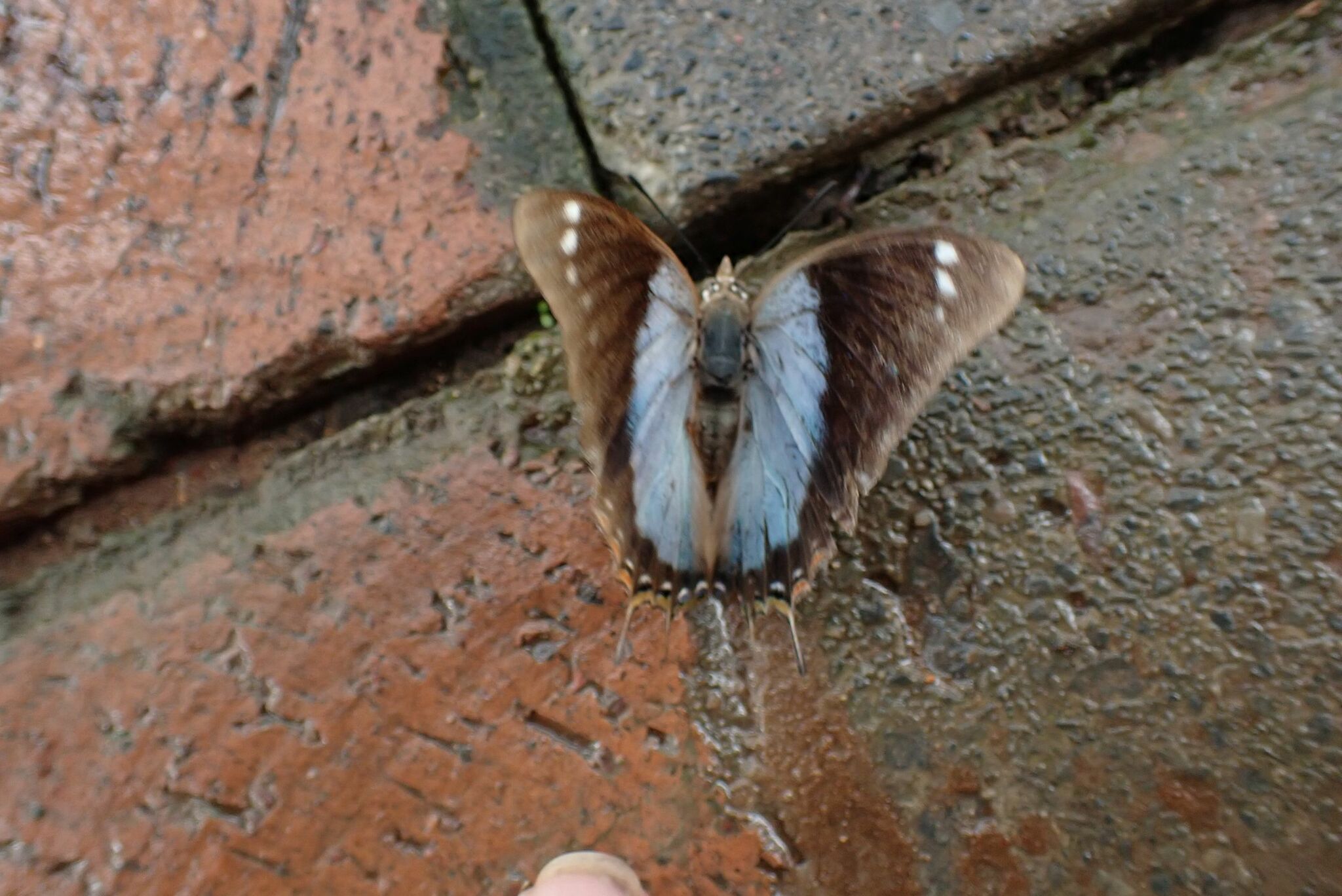 Charaxes viola Butler, 1865