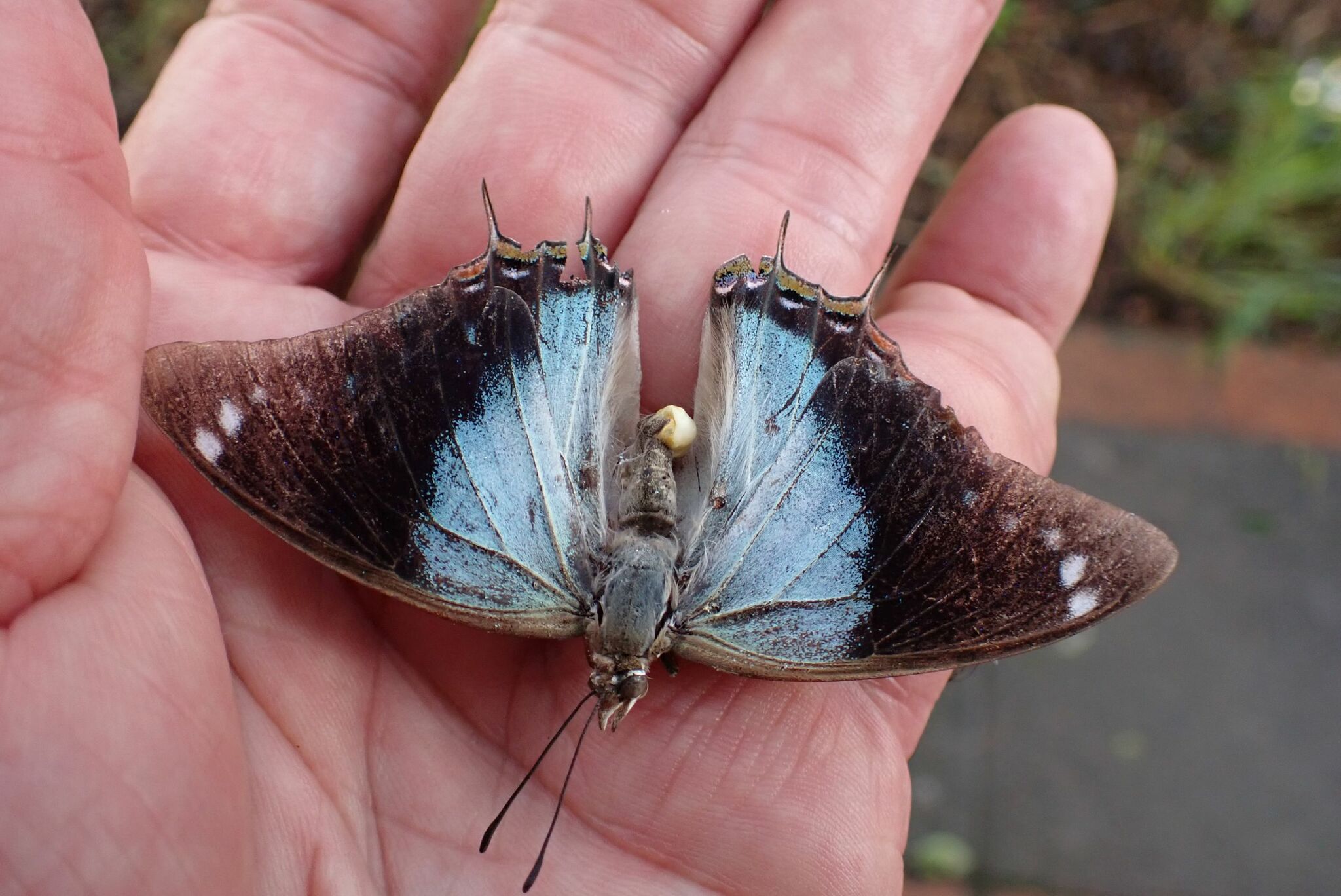 Charaxes viola Butler, 1865