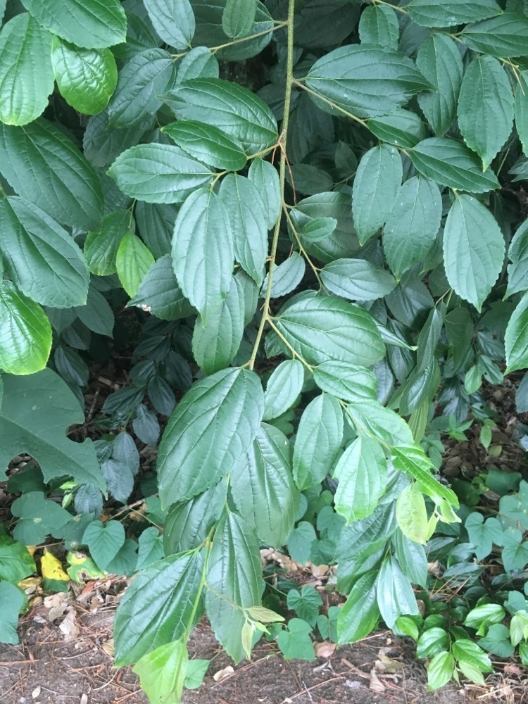 Chinese Hackberry in December 2015 by QuestaGame. Sighting and photos ...