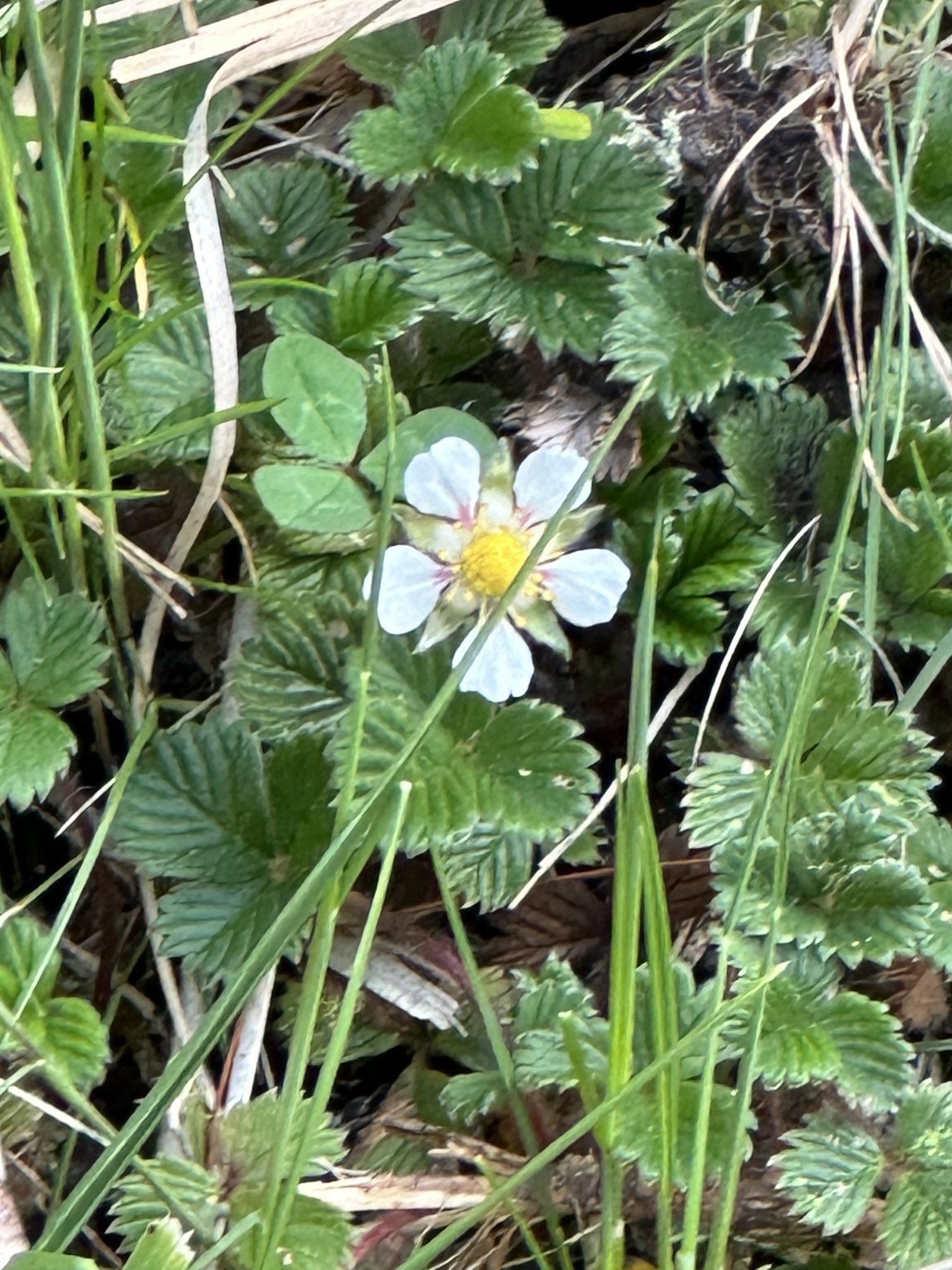 Fragaria nilgerrensis Schltdl. ex J.Gay