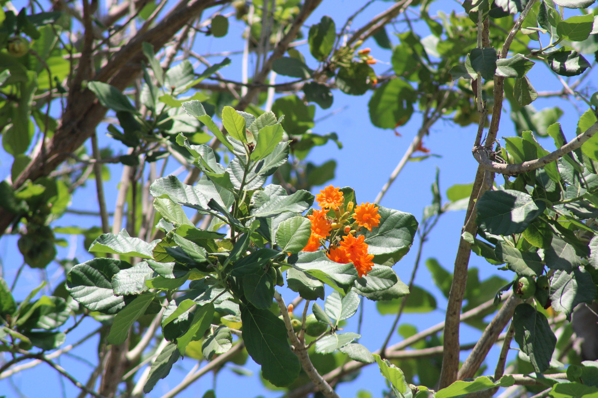 Cordia dodecandra DC.