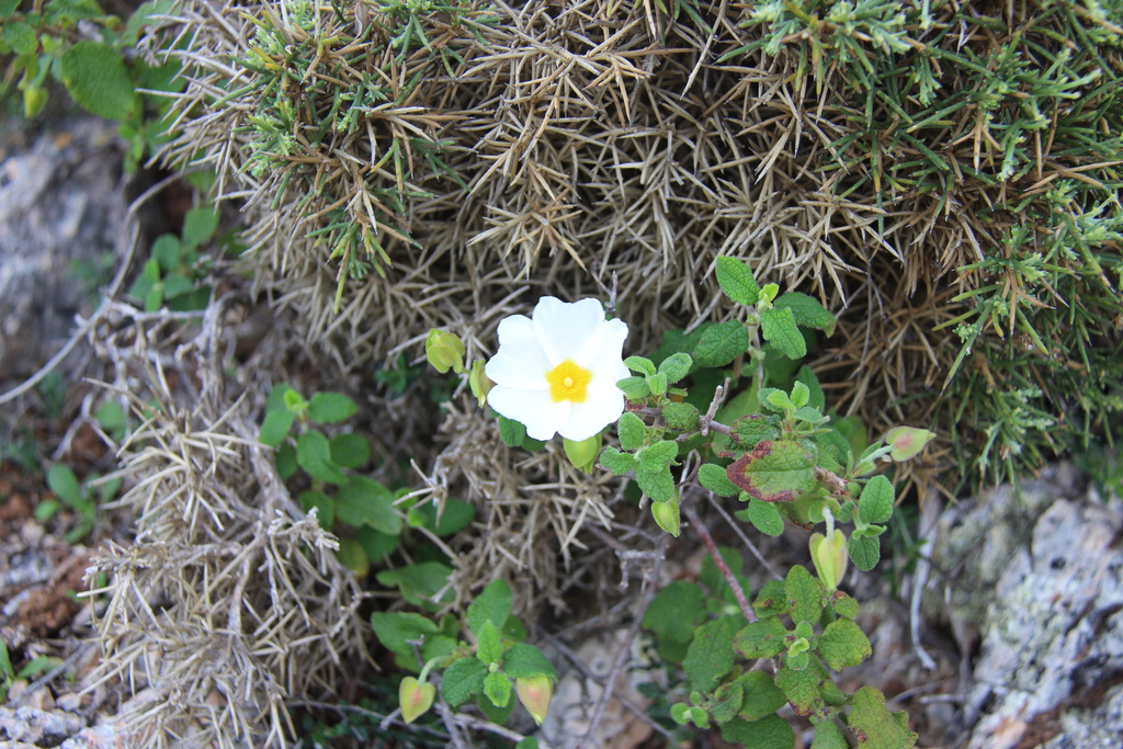 Sage-leaved Rock-rose from Akrotiri, Crete, Greece on April 03, 2023 at ...
