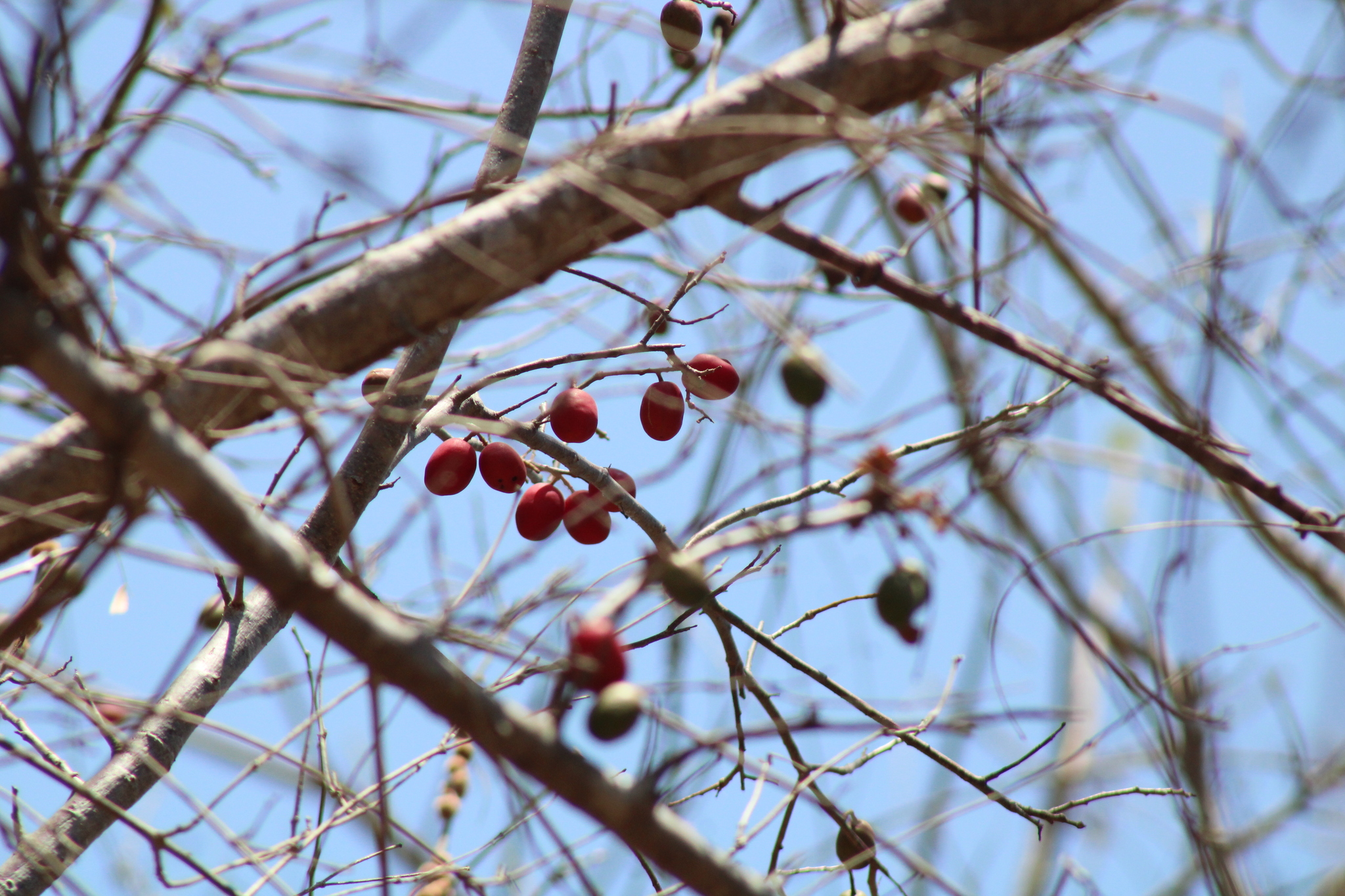 Spondias purpurea L.