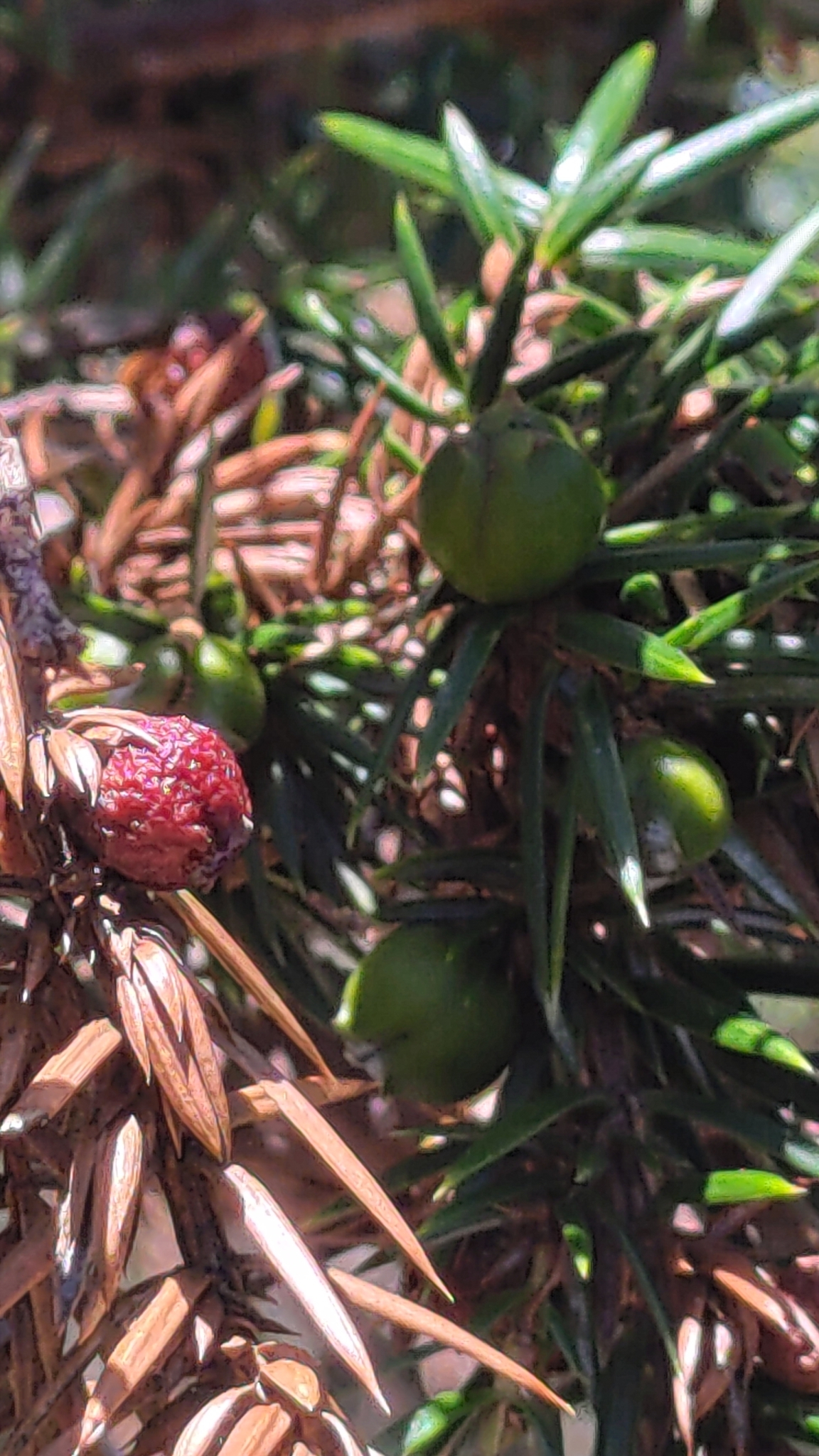 Juniperus formosana Hayata
