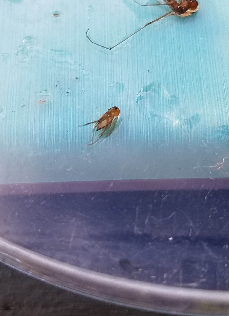 Insects from mahoe reserve on April 29, 2023 at 04:02 PM by ...