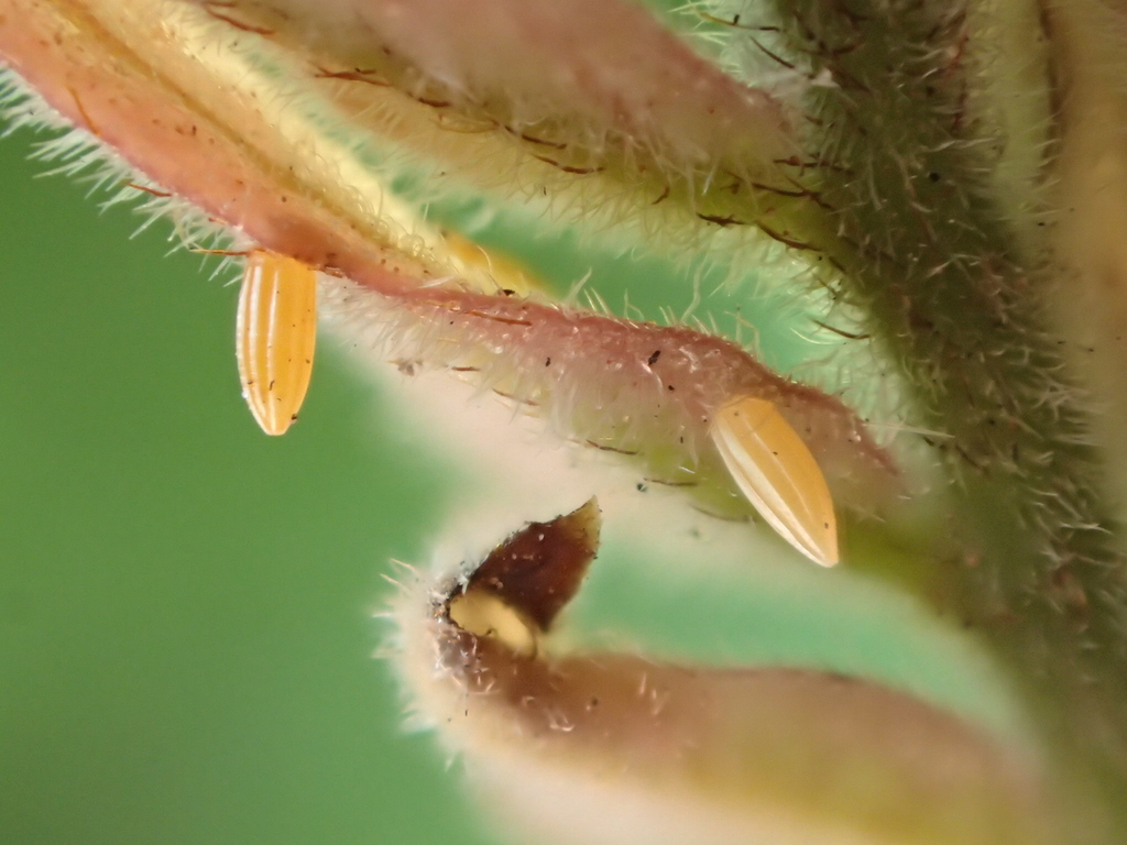 Cloudless Sulphur from Anaheim Hills, Anaheim, CA, USA on October 25 ...