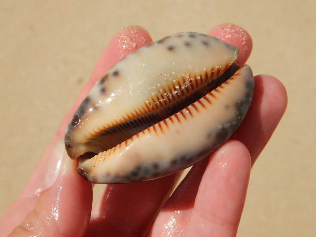 Arabian Cowry from Macleod WA 6701, Australia on April 16, 2023 at 12: ...