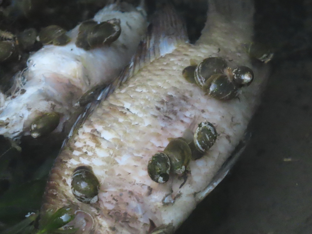 Radix plicatula from 260台灣宜蘭縣宜蘭市金同春圳 on April 29, 2023 at 07:54 AM by ...