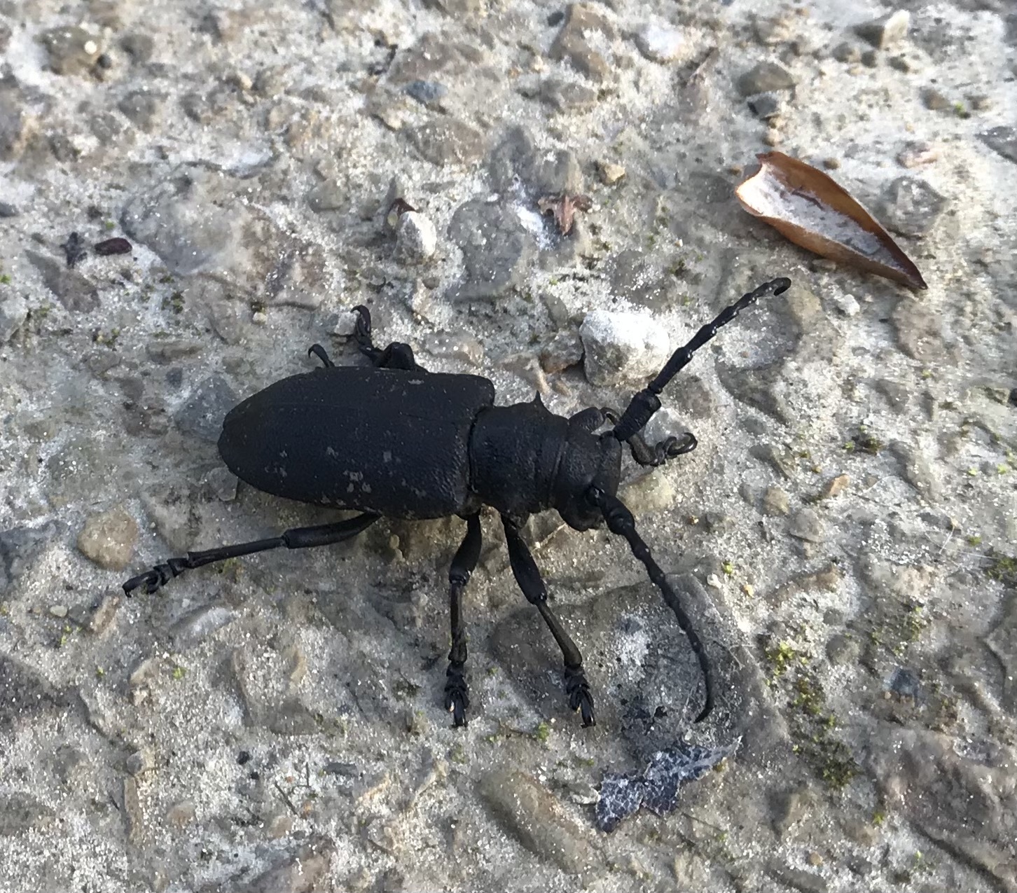 Lamia textor (Linnaeus, 1758)