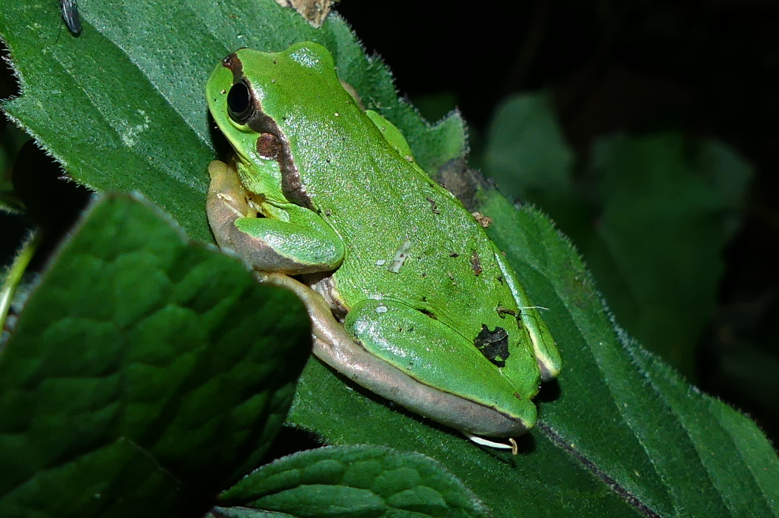Hyla annectans (Jerdon, 1870)