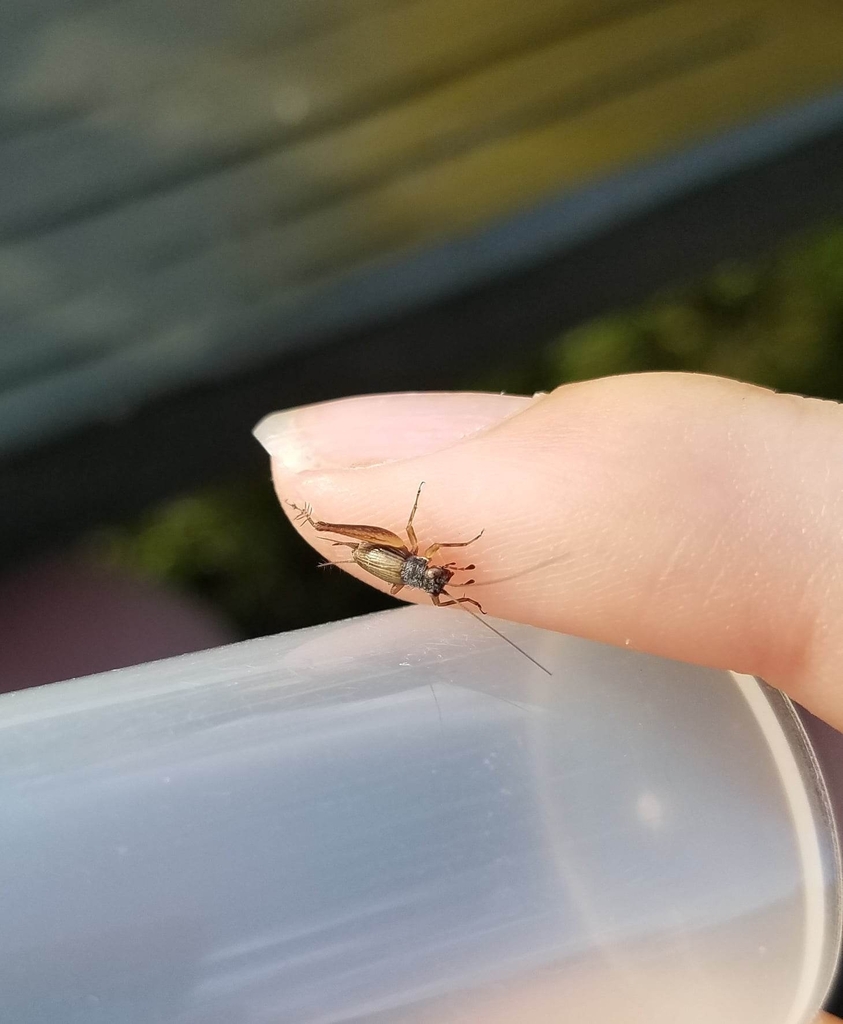 Crickets from Mahoe Reserve on April 29, 2023 at 03:38 PM by ...