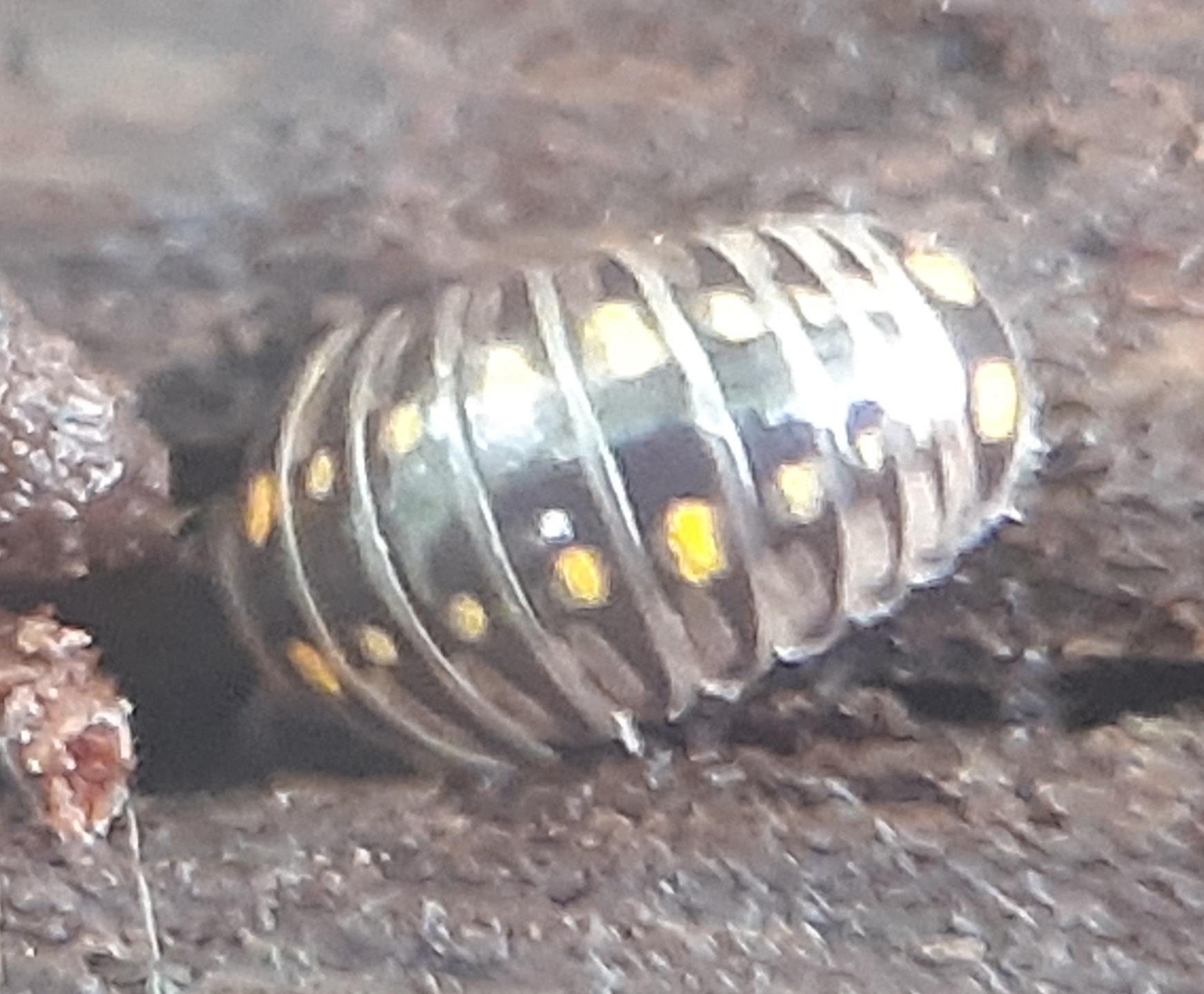 Glomeris pustulata (Fabricius, 1781)